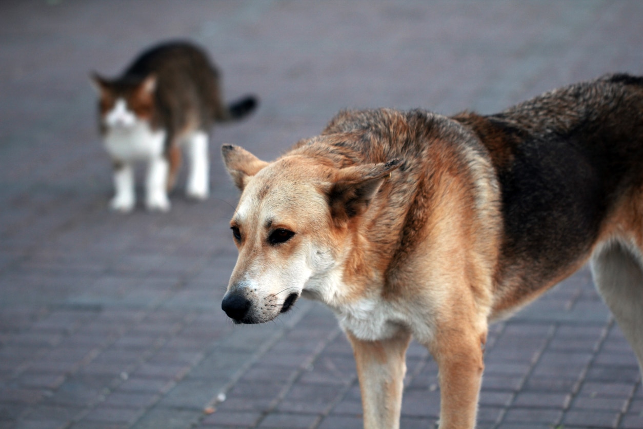 How To Contact Animal Control in Nashville - Nashville, TN - Labrum Law ...
